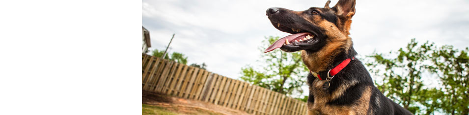 Guard Dog Signs | Safety Signs 4 Less